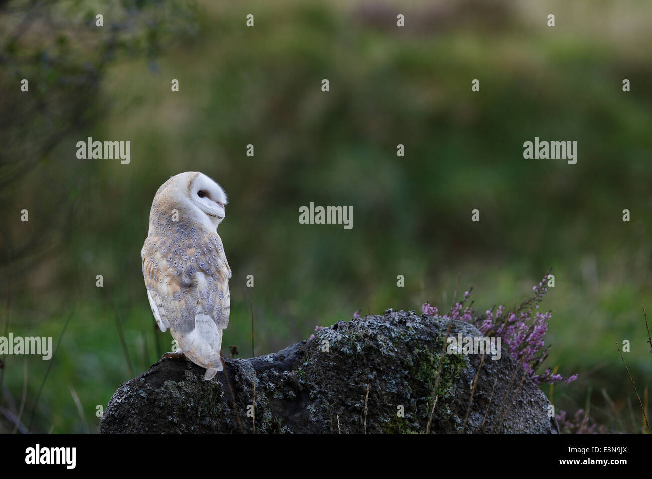 Tyto alba Barn owl perching on lichen covered stone Stock Photo - Alamy