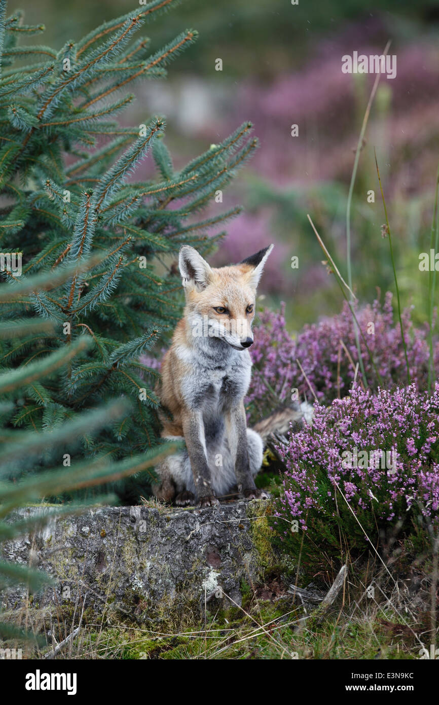 Fox sitting hi-res stock photography and images - Alamy