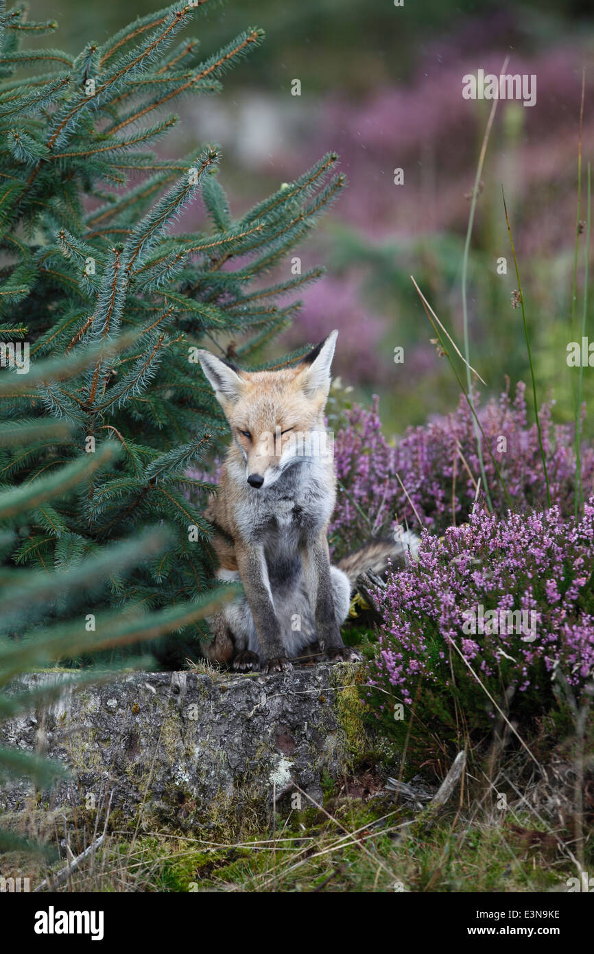 Vulpes vulpes Red fox sitting on tree stump in forestry Stock Photo - Alamy