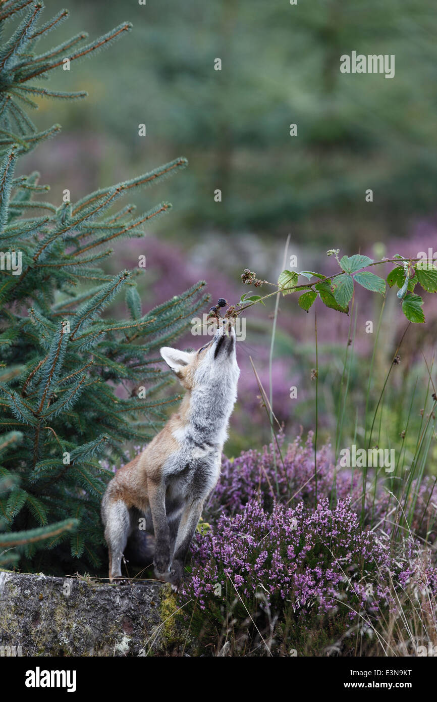 Vulpes vulpes Red fox eating blackberries Stock Photo - Alamy