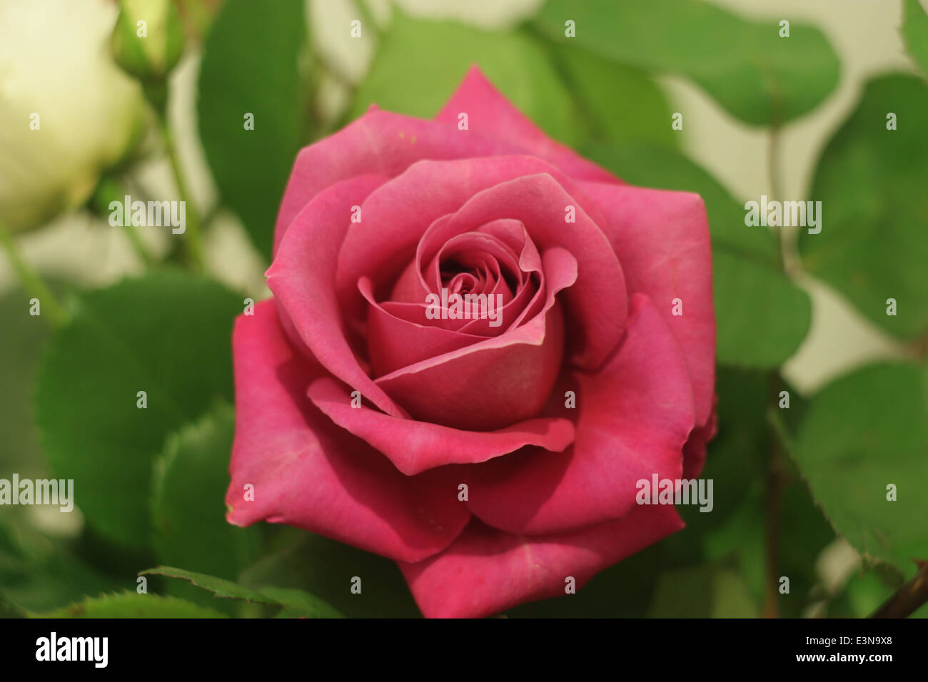 Single red rose universal symbol for love and beauty Stock Photo - Alamy