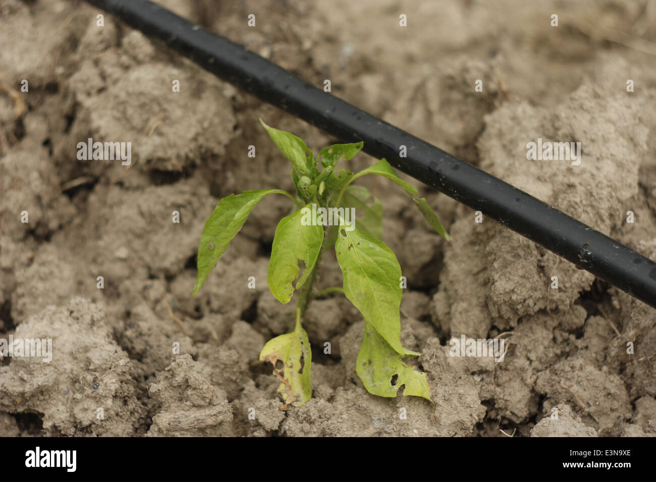 Fertigation hi-res stock photography and images - Alamy