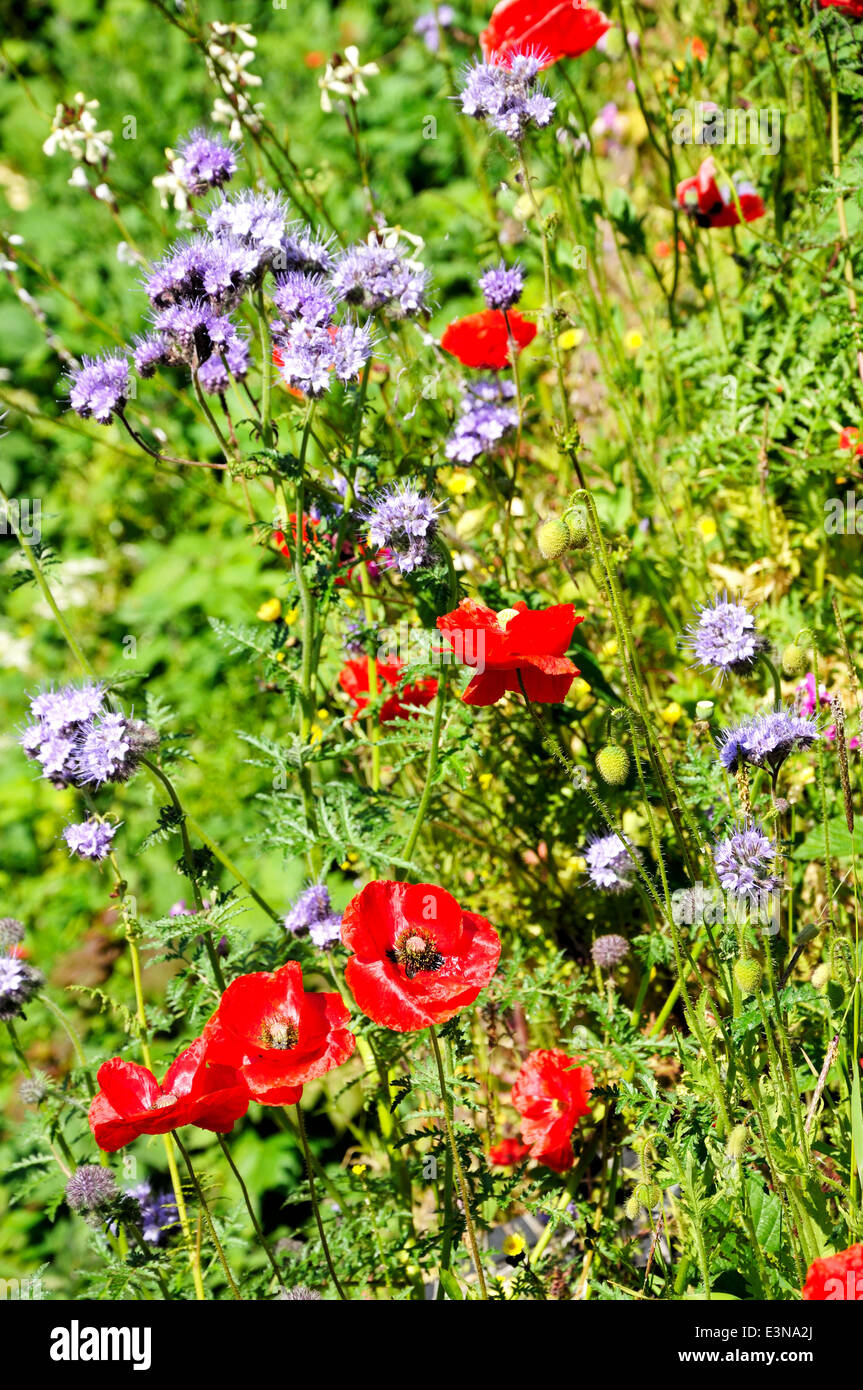 Poppies and thistles on the riverbank, Tamworth, Staffordshire, England ...