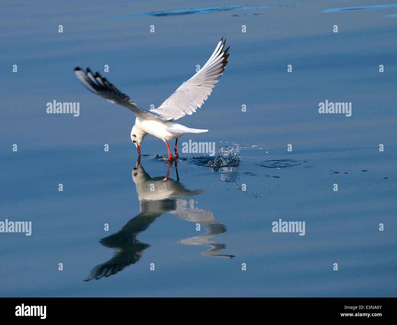 seagull fishing and splashing water surface Stock Photo - Alamy