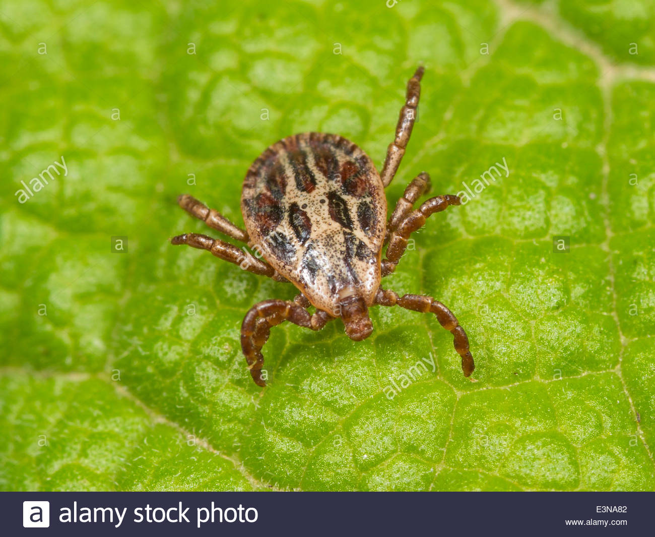 Dermacentor reticulatus, male / Dermacentor reticulatus Stock Photo ...