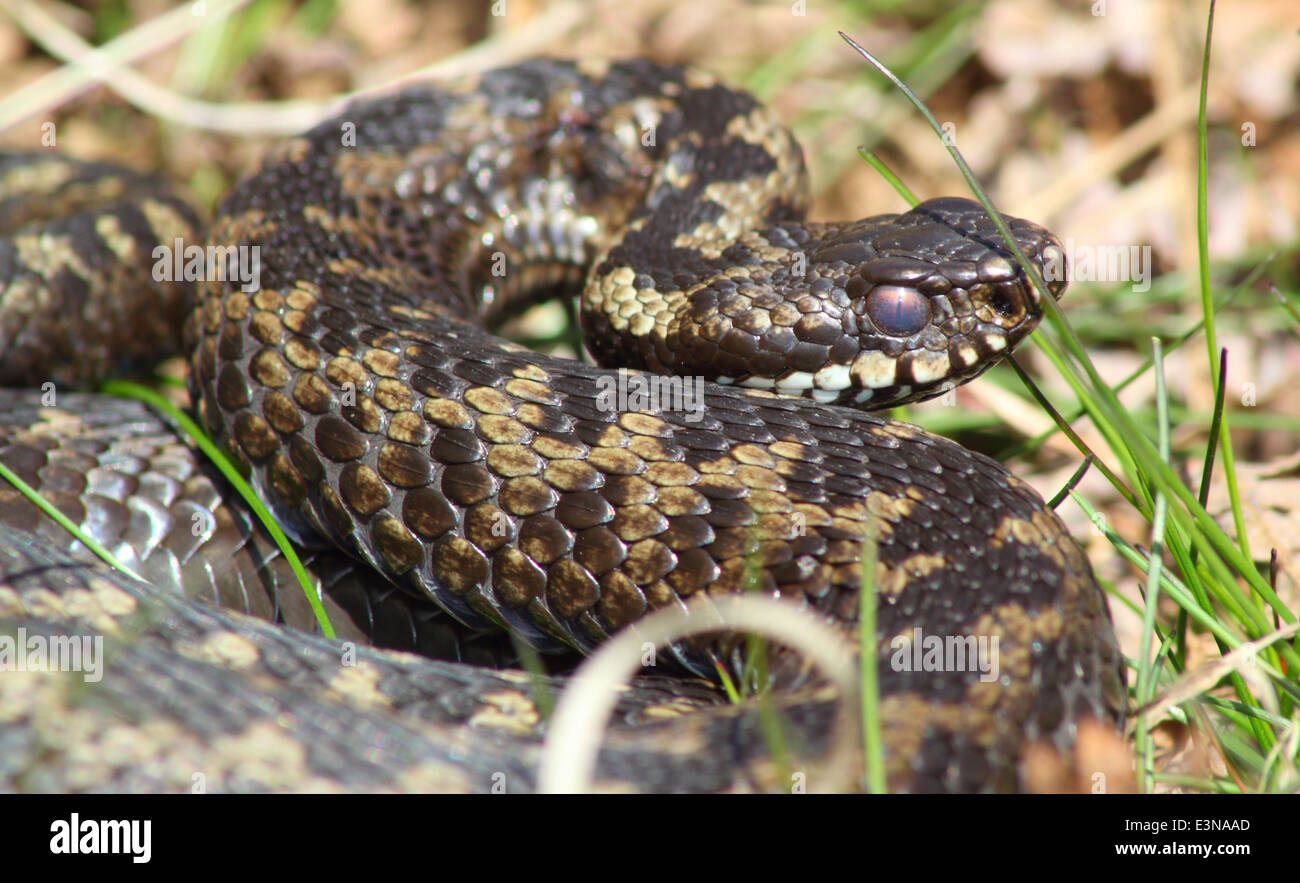 Adders uk hi-res stock photography and images - Alamy