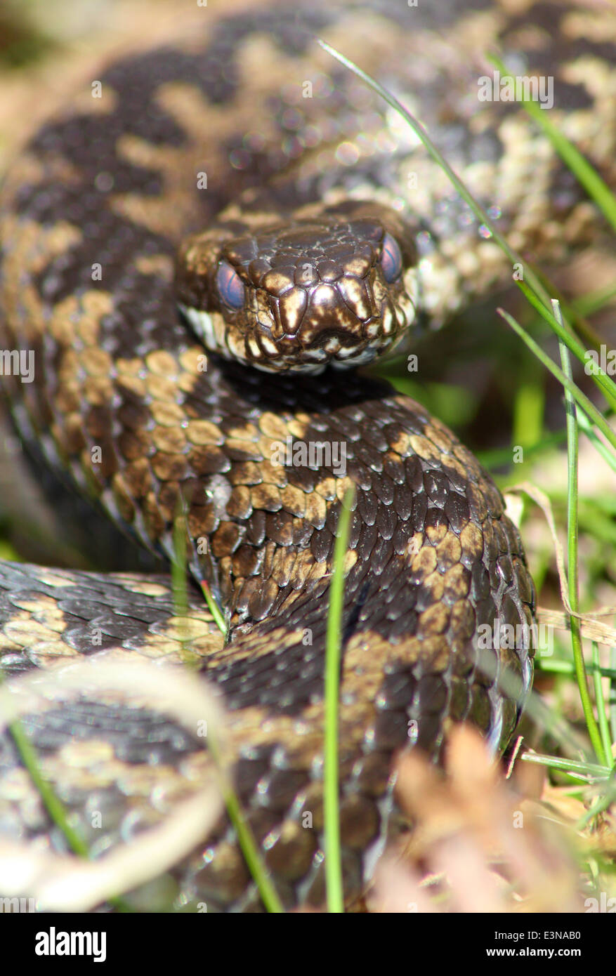 Male common European adder basking on a grassy patch on moorland in the ...