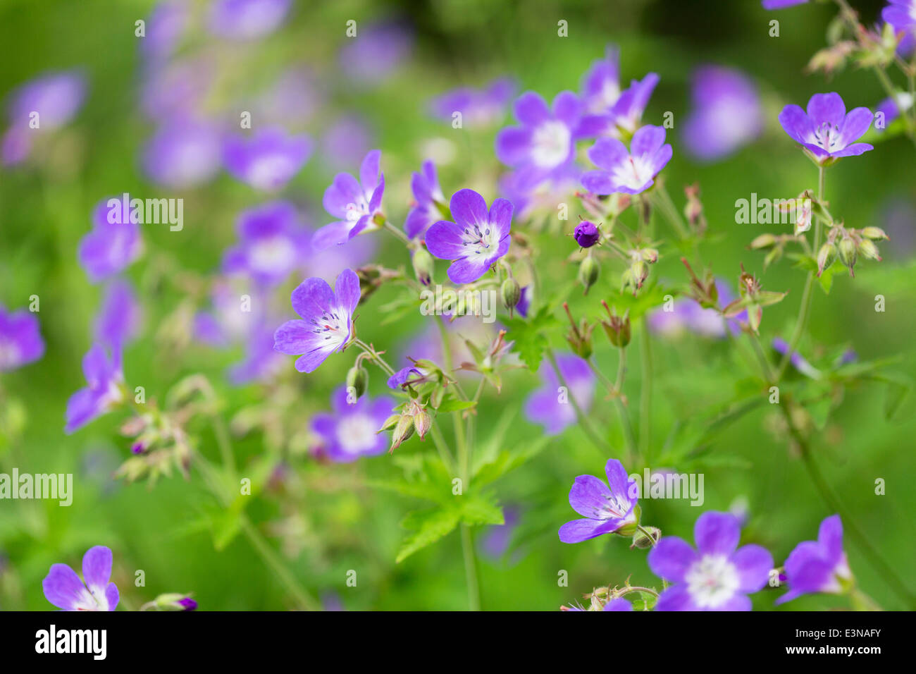 Wild geranium or Cranesbill flowers at Reeth in the Yorkshire Dales ...