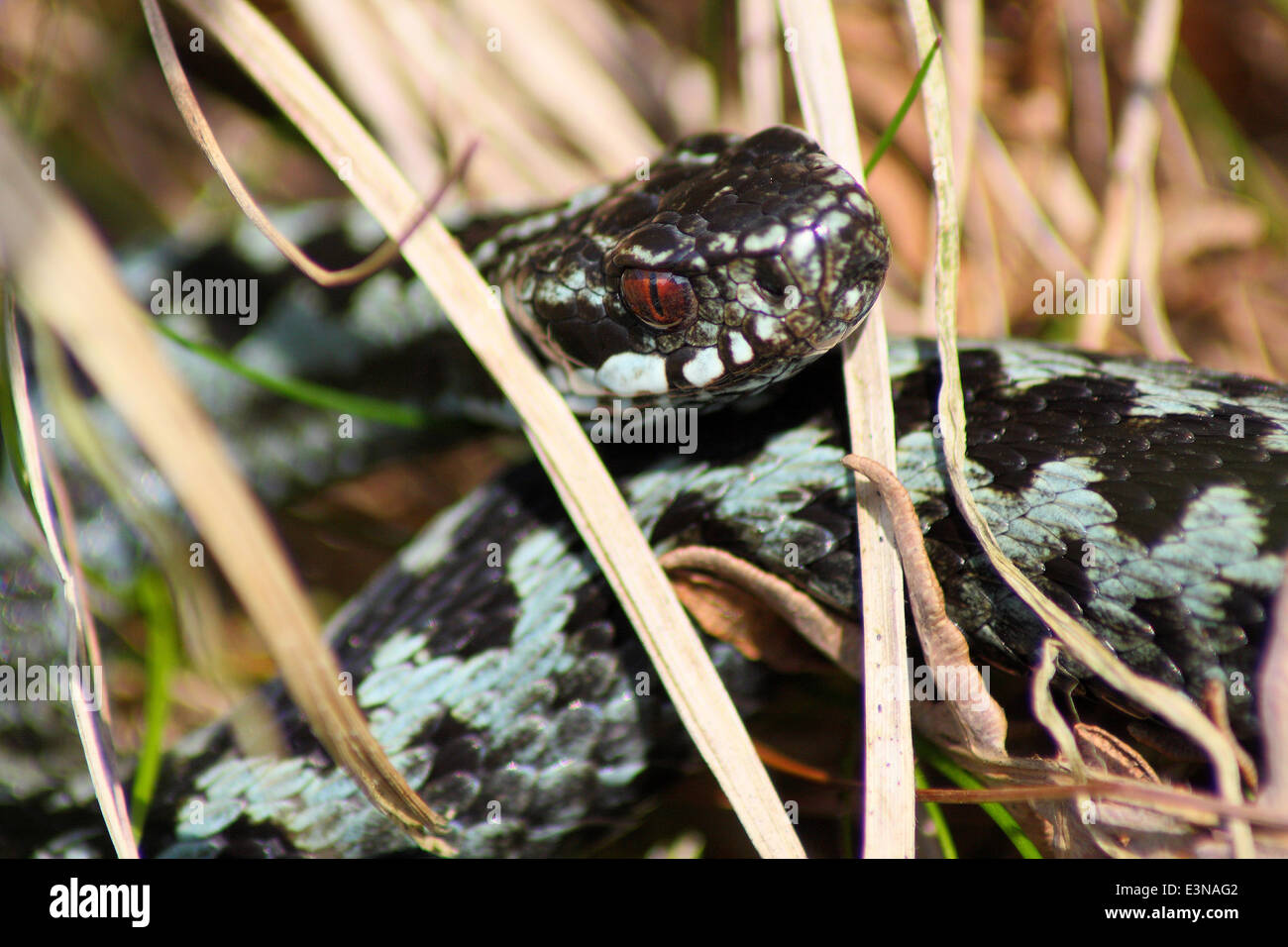 Blue snake skin hi-res stock photography and images - Alamy