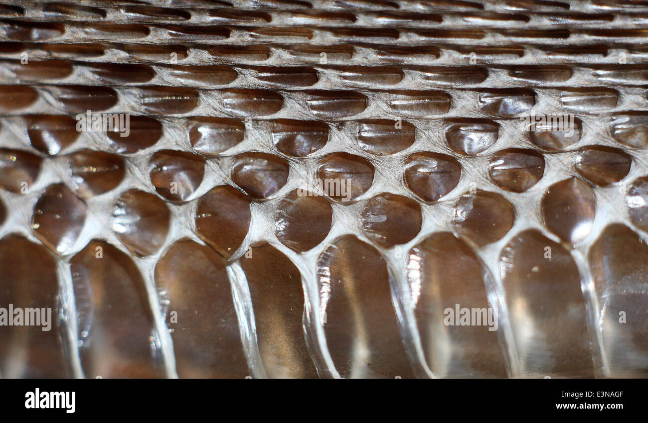 Adder britain hi-res stock photography and images - Alamy