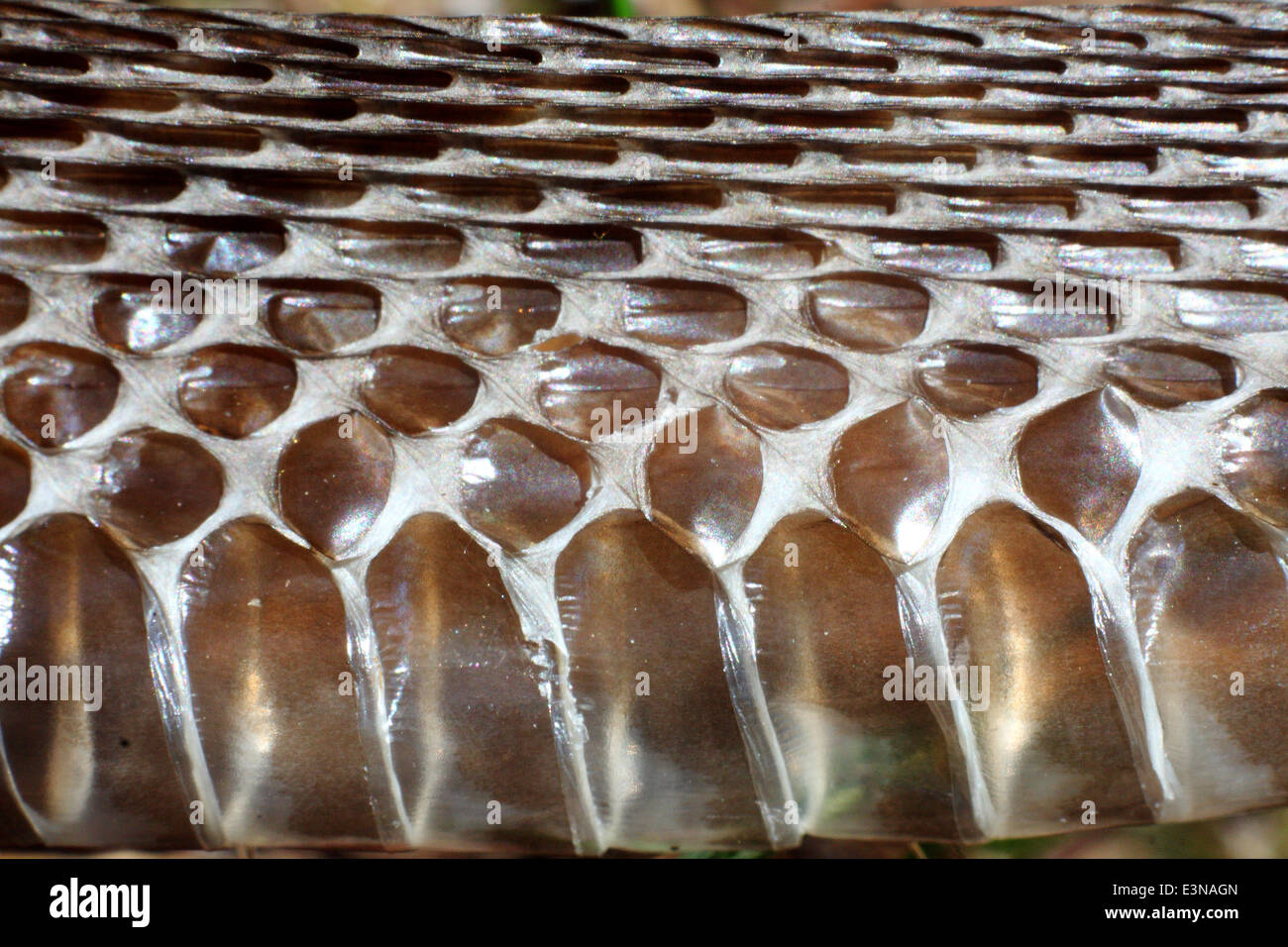 Shed skin of a Common European Adder (vipera berus) on moorland in the ...