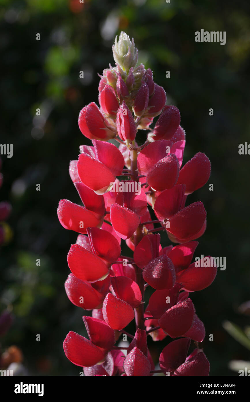 Red lupin plant hi-res stock photography and images - Alamy