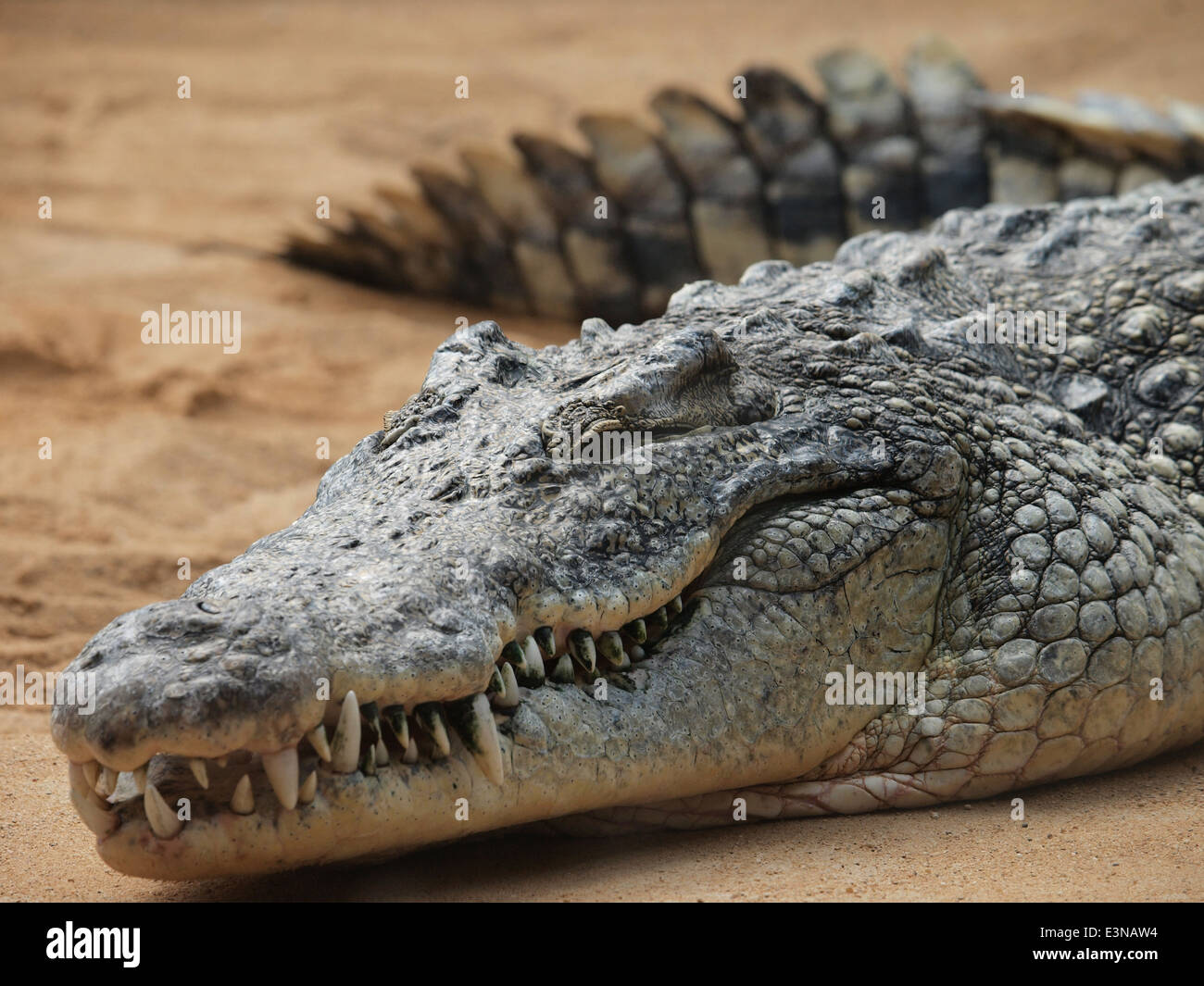 Portrait of a crocodile Stock Photo - Alamy
