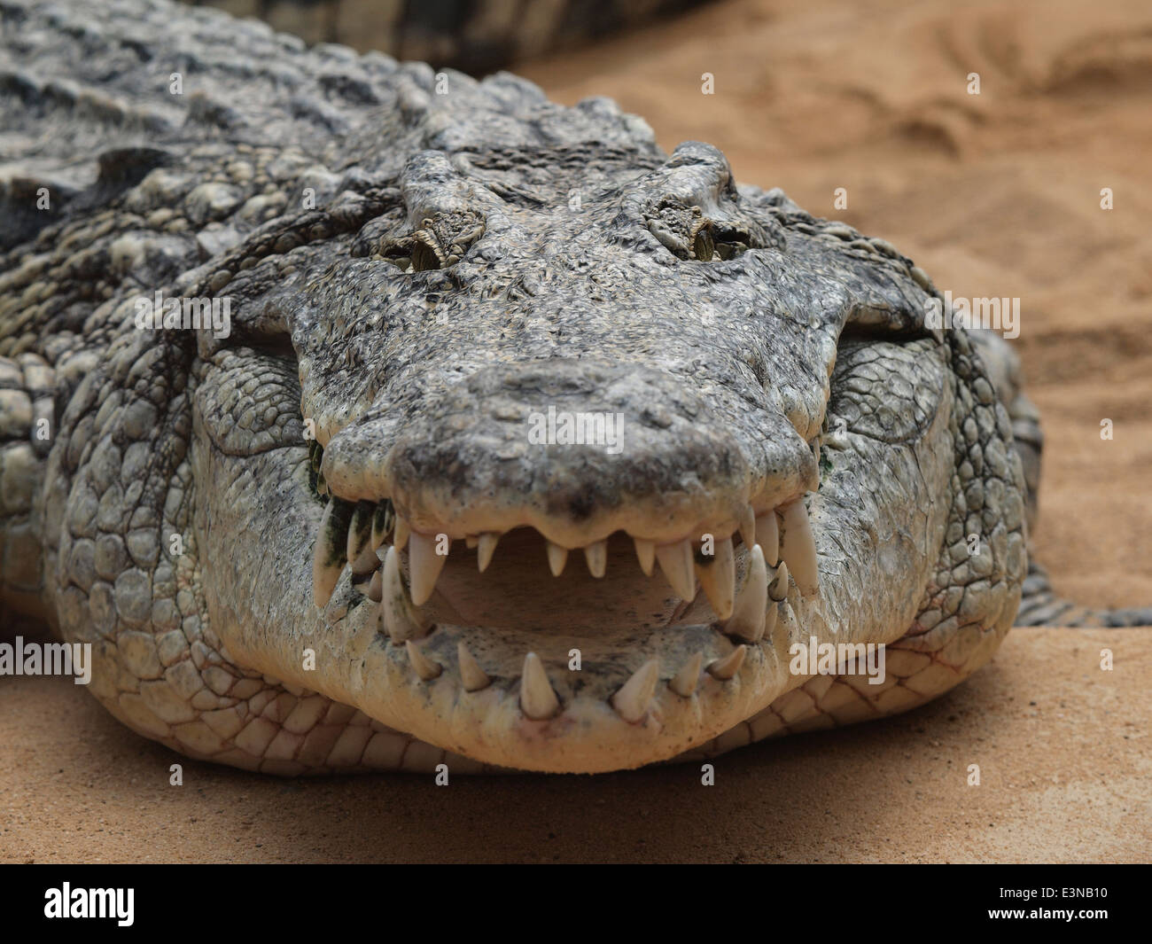 Portrait of a crocodile Stock Photo - Alamy
