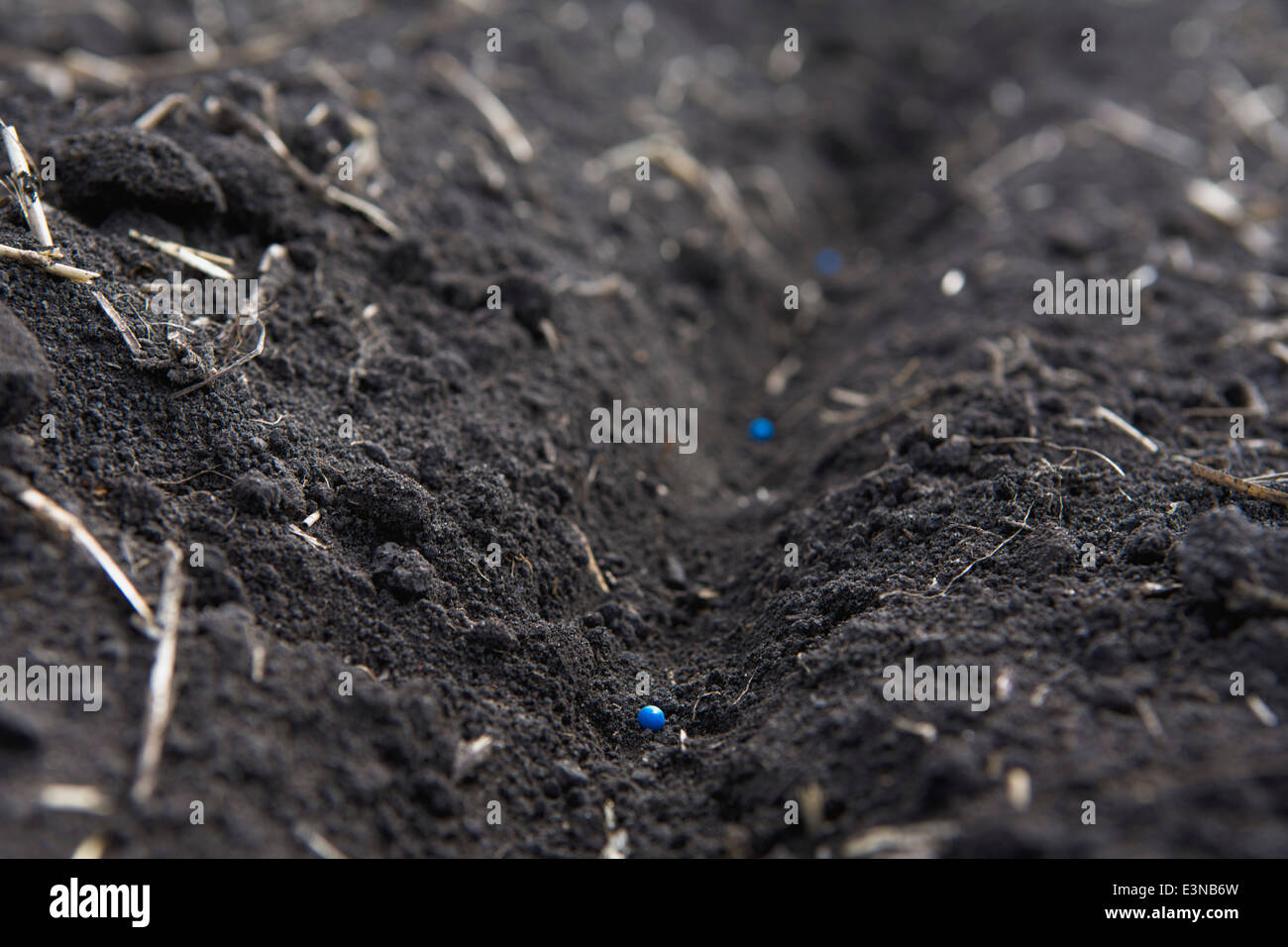 Blue seeds hi-res stock photography and images - Alamy