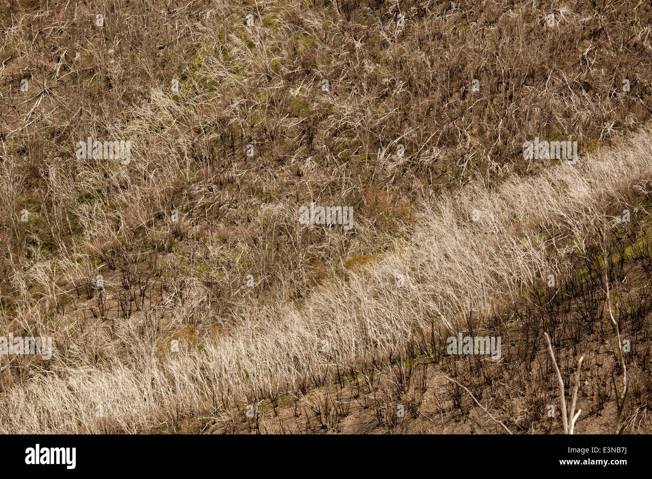 View of dry grass Stock Photo - Alamy