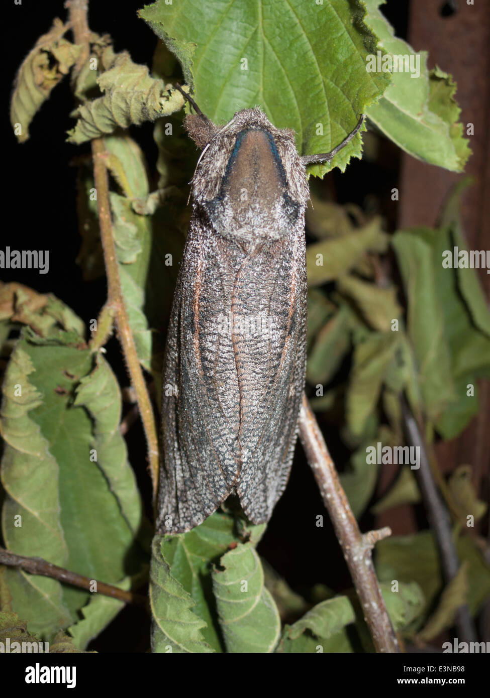 Black insect perching on leaf Stock Photo - Alamy