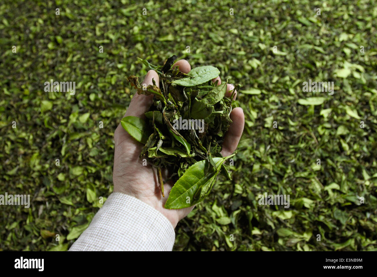 Hand with tea hi-res stock photography and images - Alamy