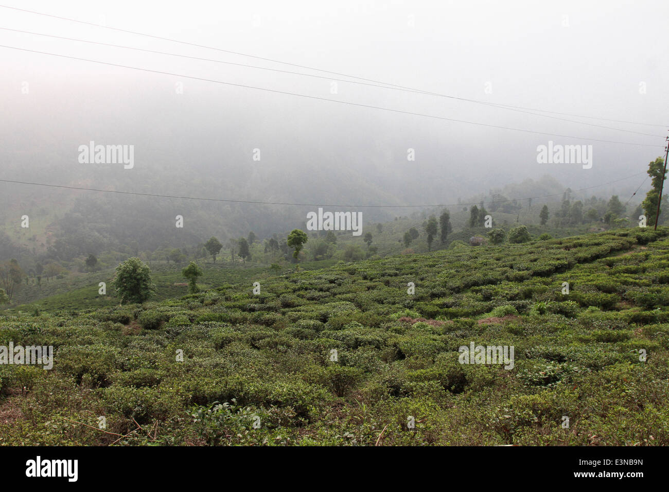 Tea field hi-res stock photography and images - Alamy