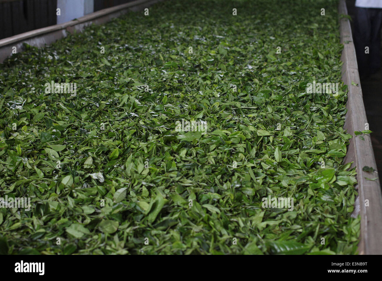 Drying in tea processing hi-res stock photography and images - Alamy