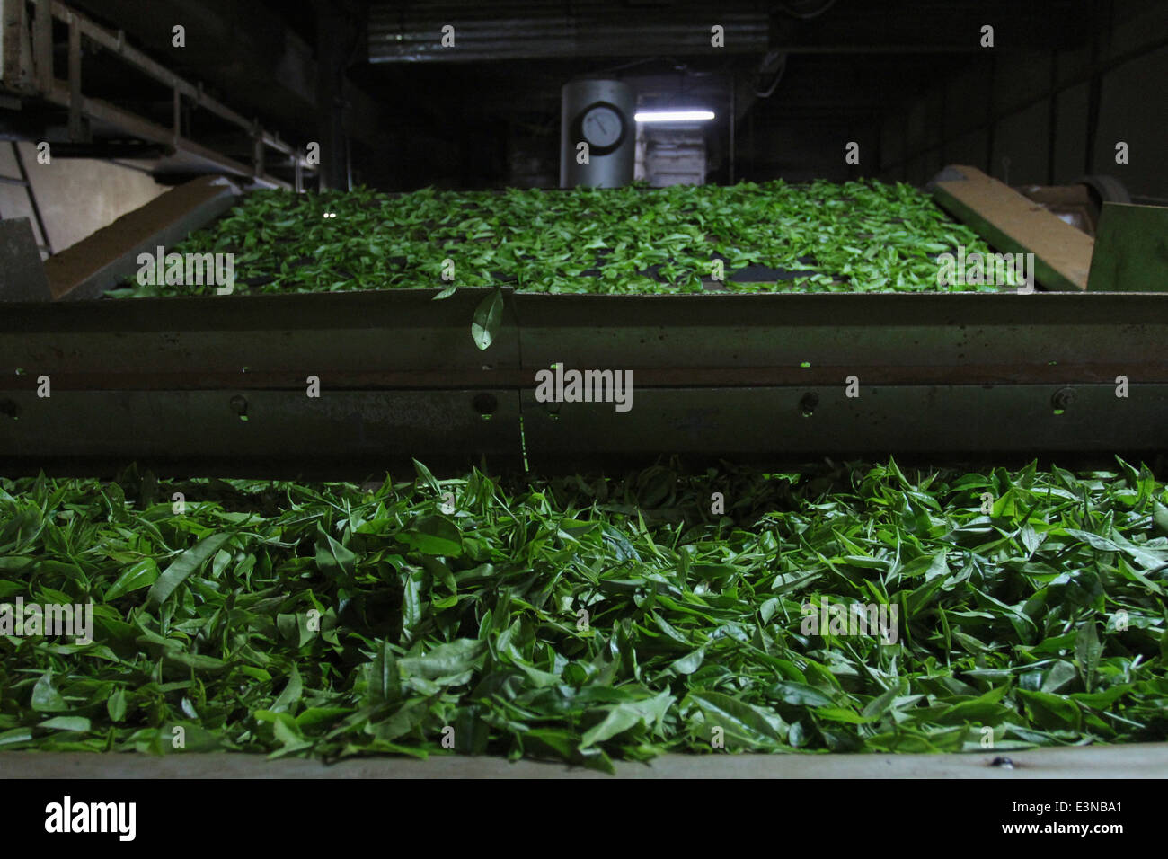 Green tea processing hi-res stock photography and images - Alamy