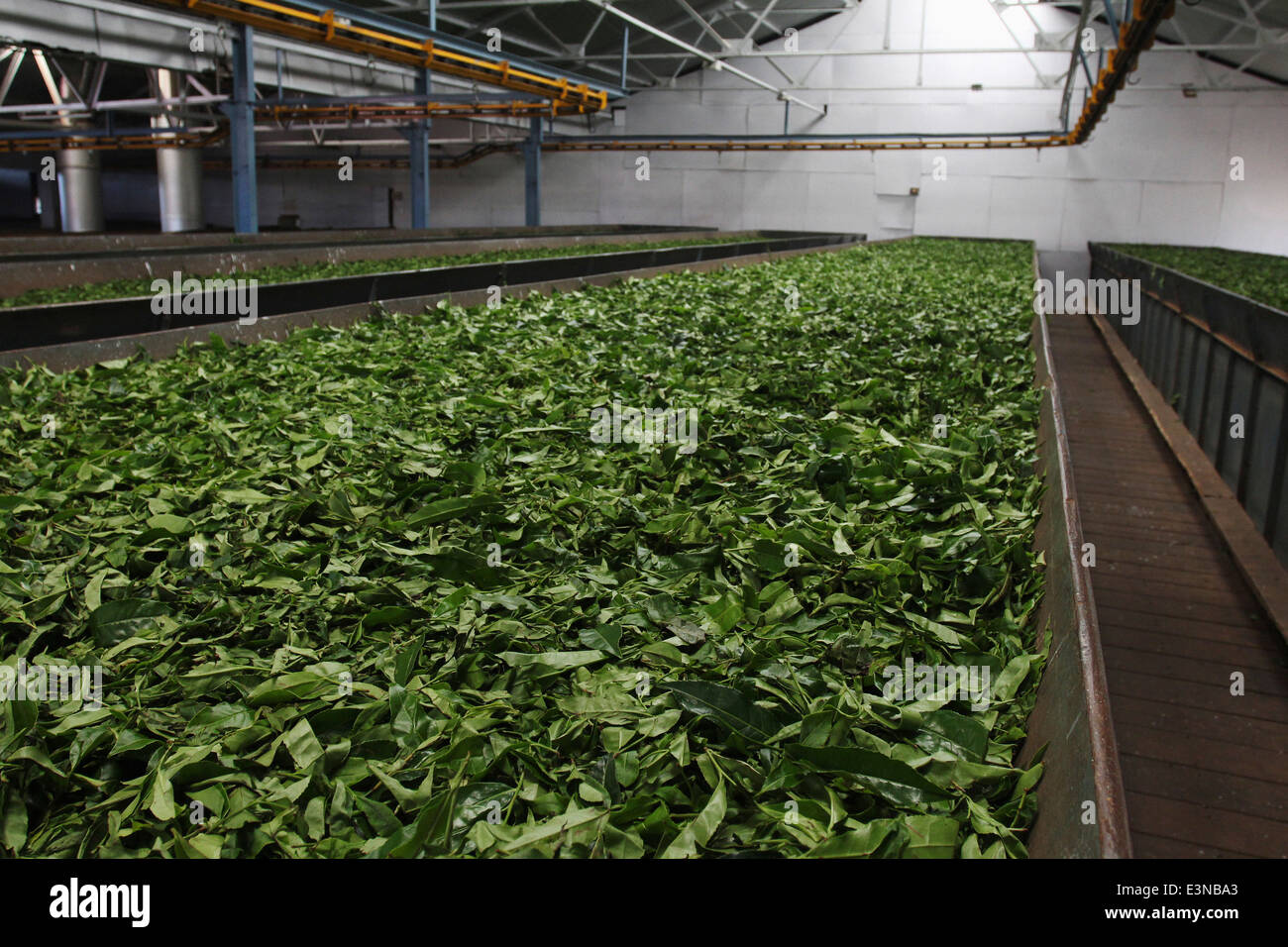 Tea leaves processing hi-res stock photography and images - Alamy