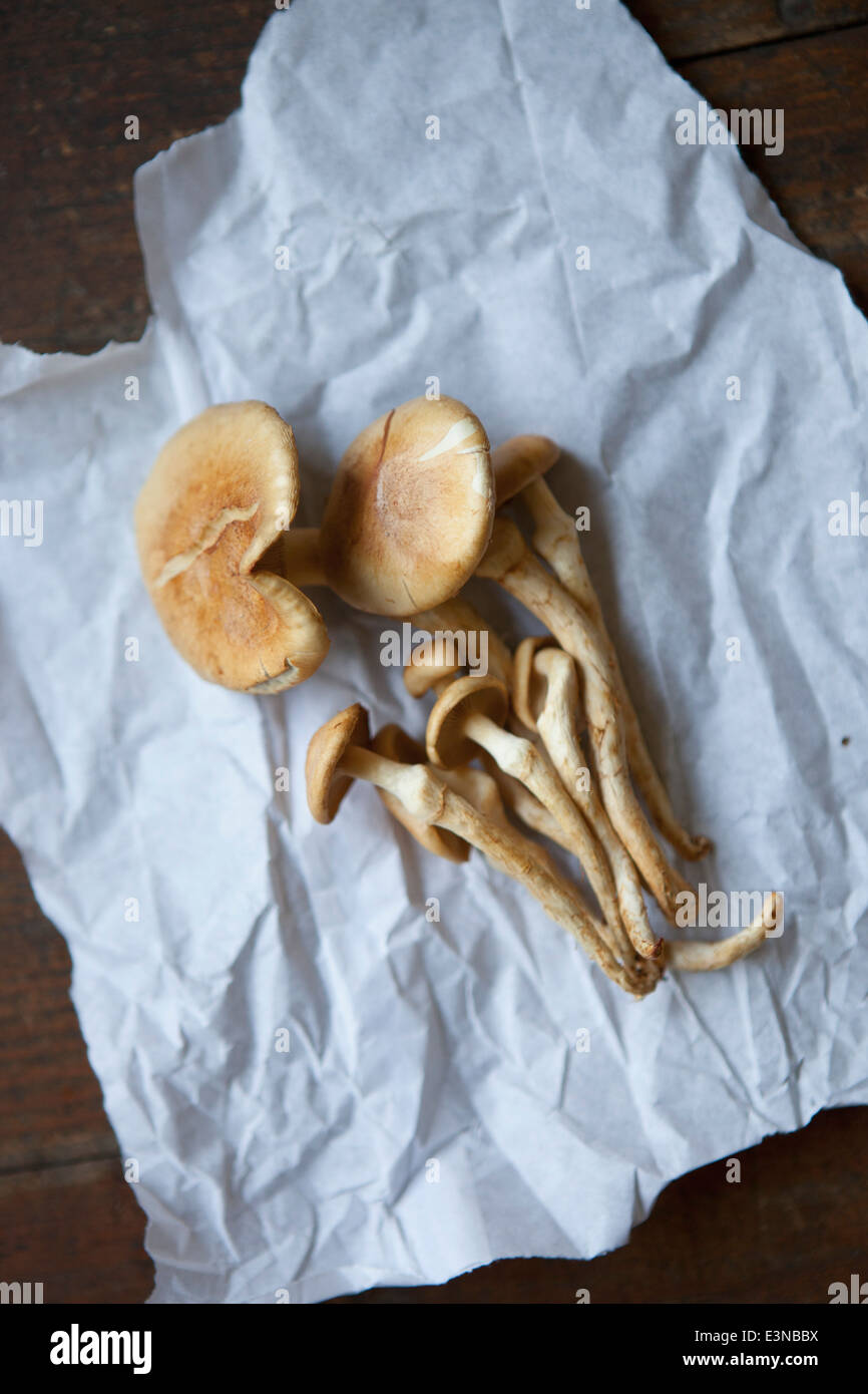 Mushrooms on paper Stock Photo - Alamy