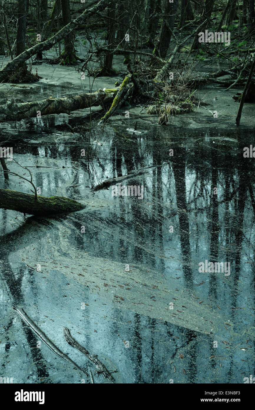 Fallen tree trunks in mossy river Stock Photo - Alamy