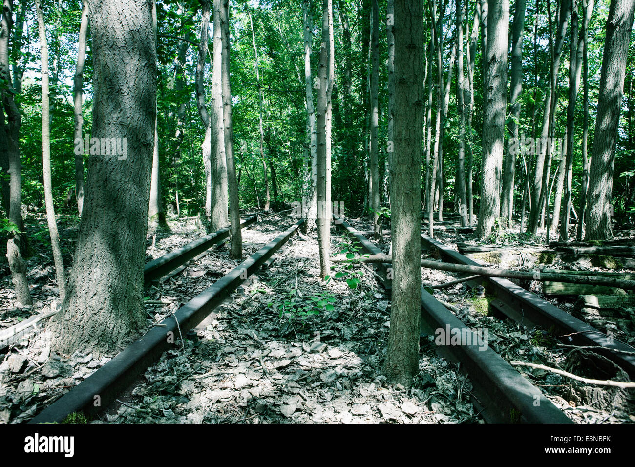 Trees growing in amidst of railroad tracks Stock Photo - Alamy