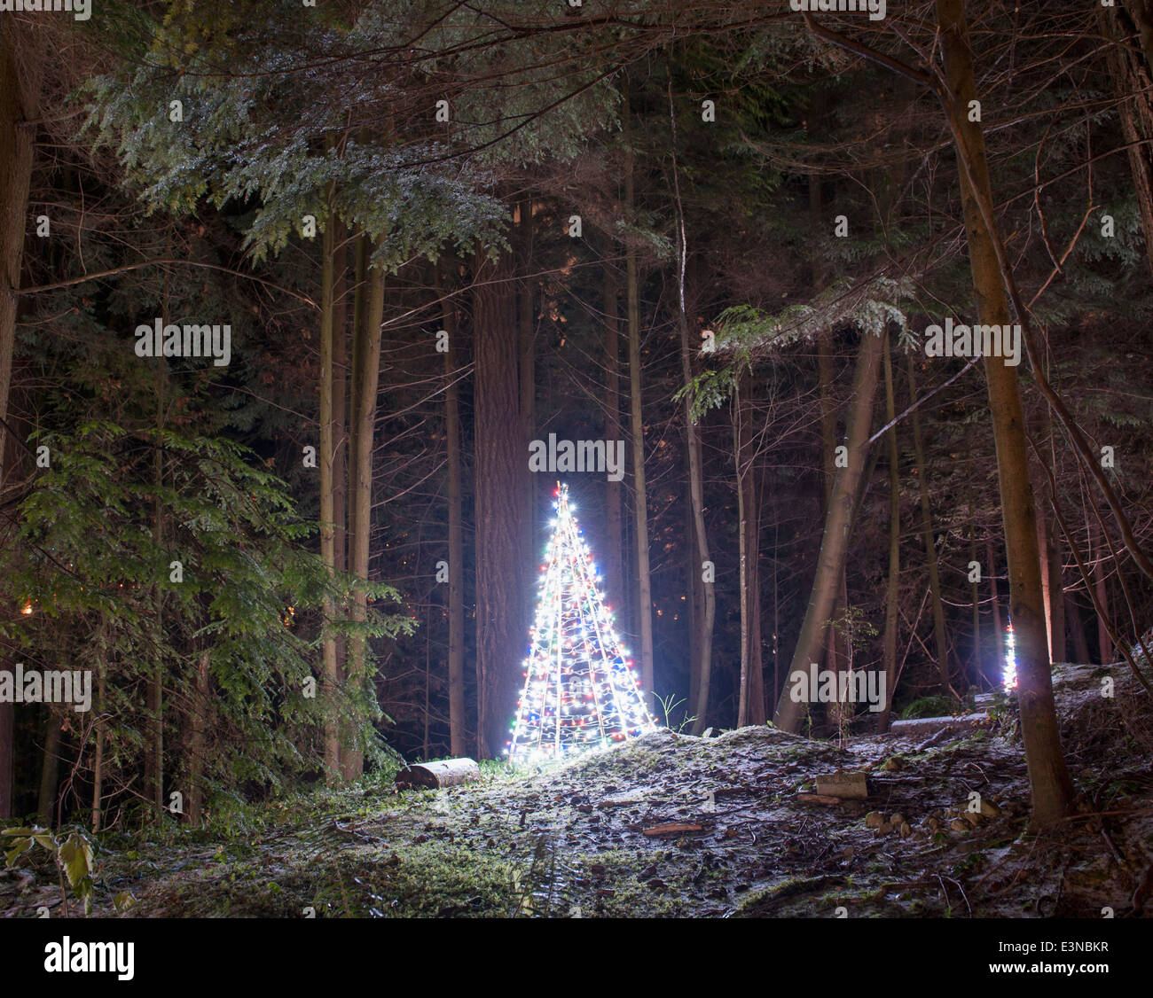 Christmas lights tree trunk hi-res stock photography and images - Alamy