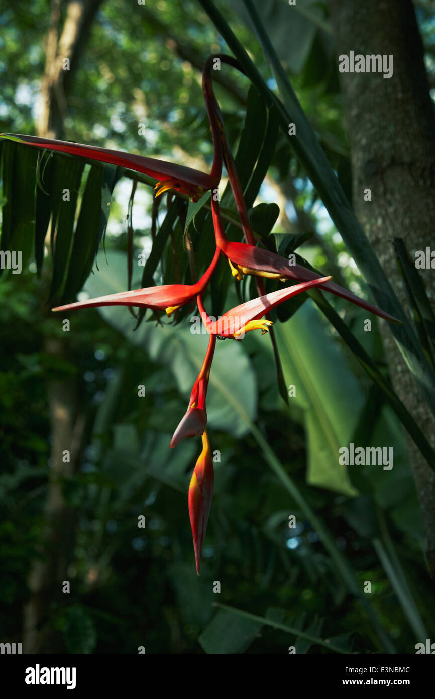 Red growing flower hi-res stock photography and images - Alamy