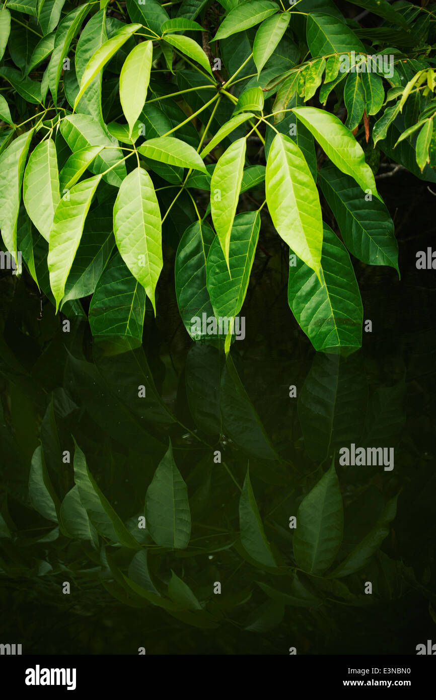 Reflection of leaves in water Stock Photo - Alamy