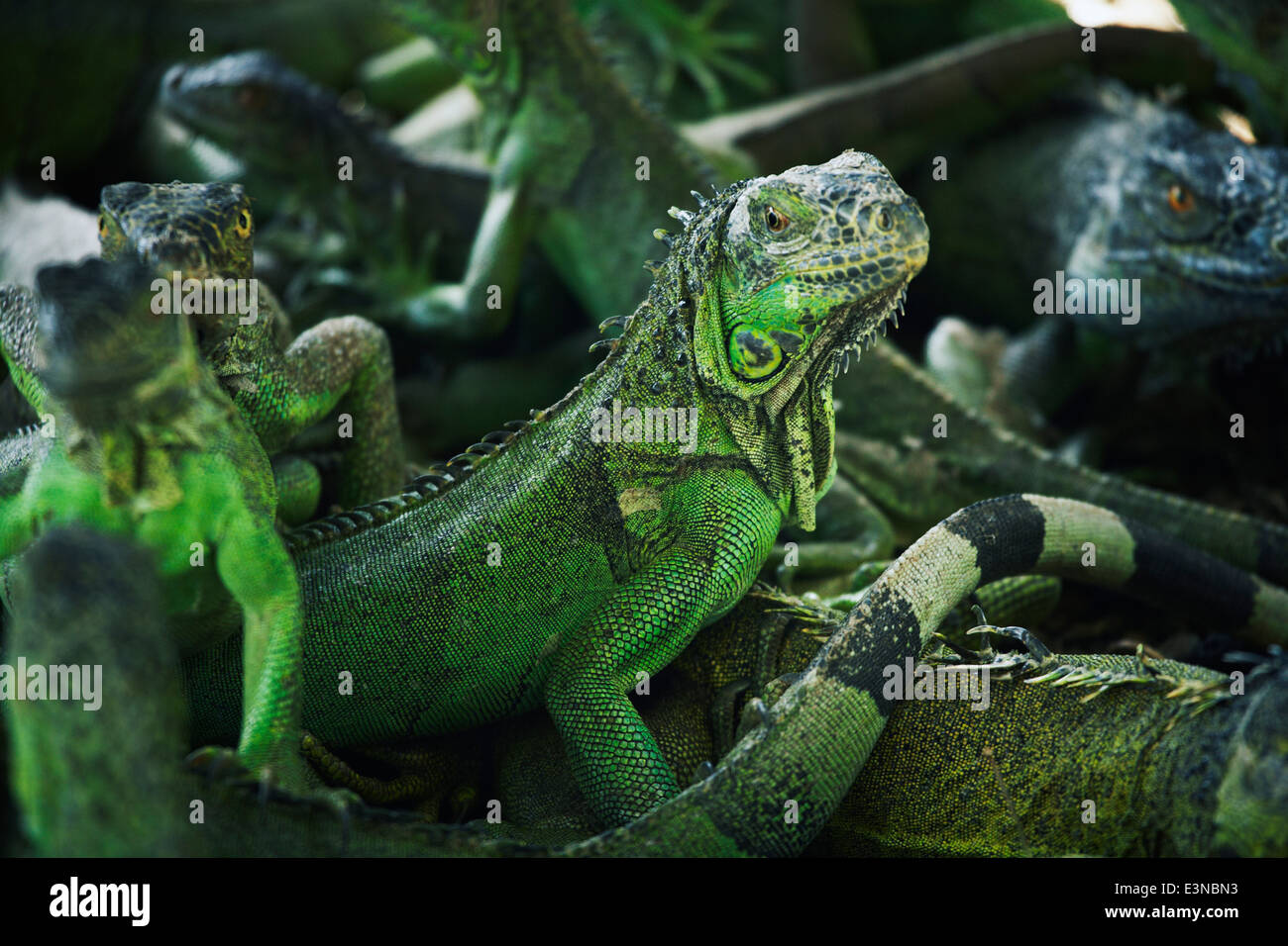 Group of green iguanas outdoors Stock Photo - Alamy