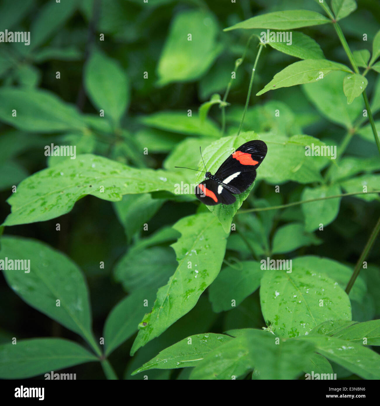 Butterfly on leaf hi-res stock photography and images - Alamy