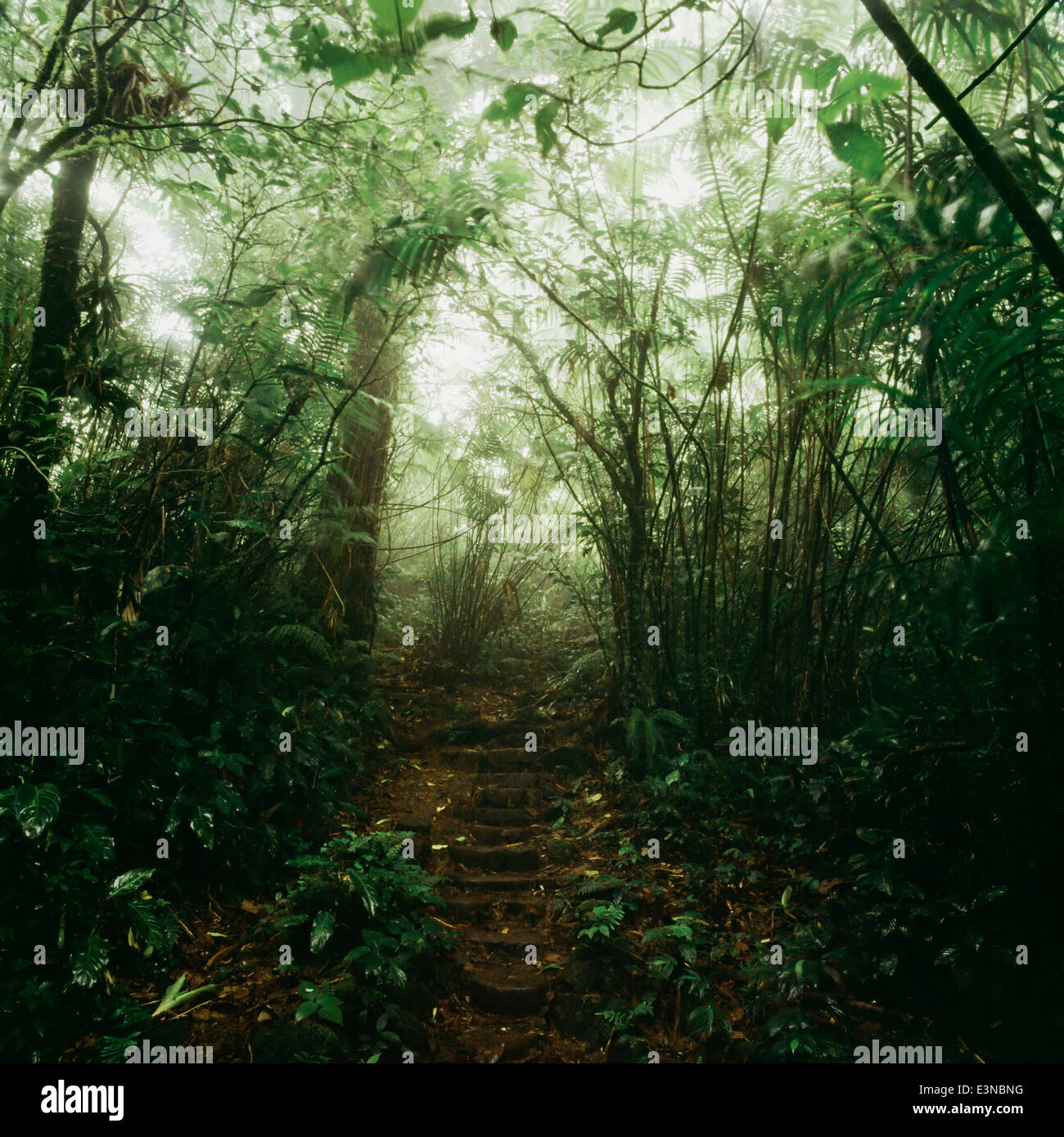 Steps in forest Stock Photo - Alamy