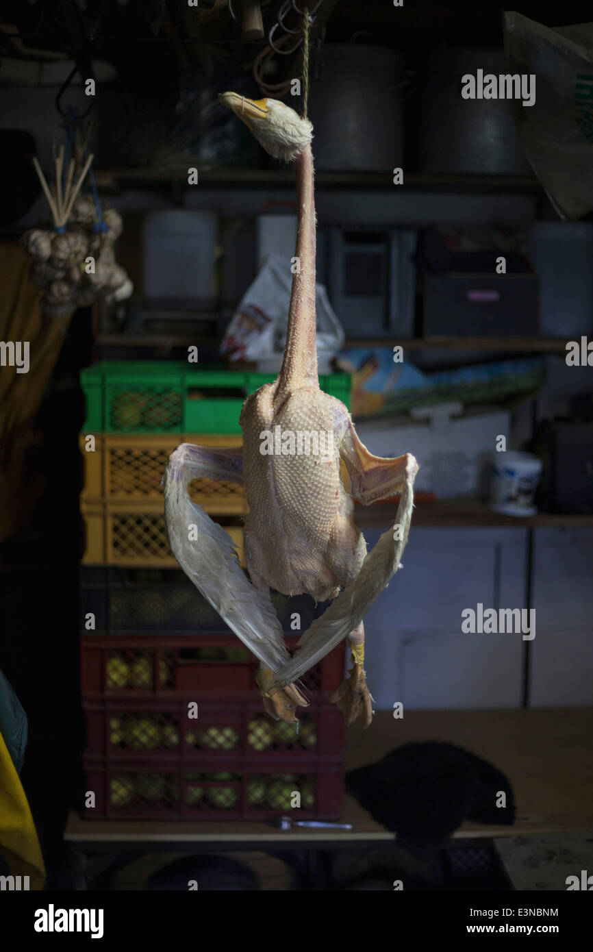 Dead goose hi-res stock photography and images - Alamy