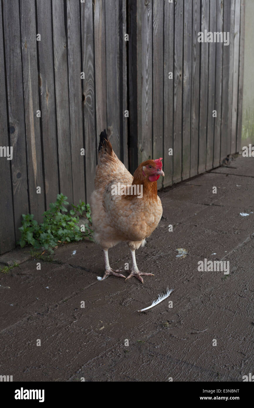 Chicken on street Stock Photo - Alamy