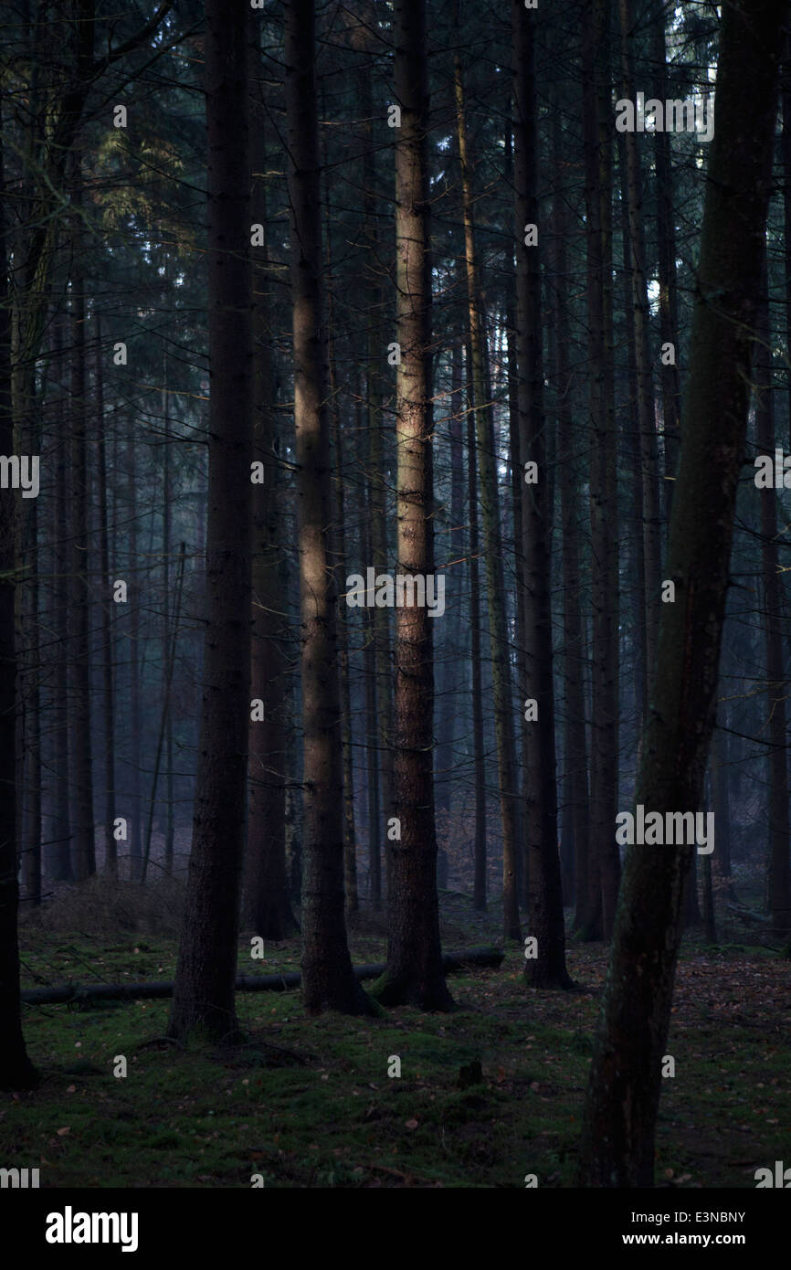 Tall trees in forest Stock Photo - Alamy