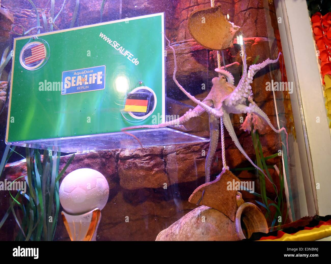 Berlin, Germany. 25th June, 2014. Oktopus Regina from Sea Life Aquarium ...