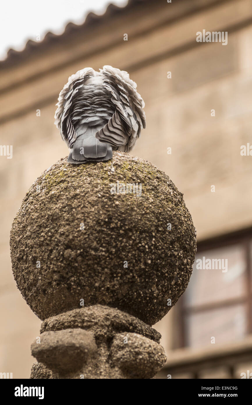 Bird built structure hi-res stock photography and images - Alamy