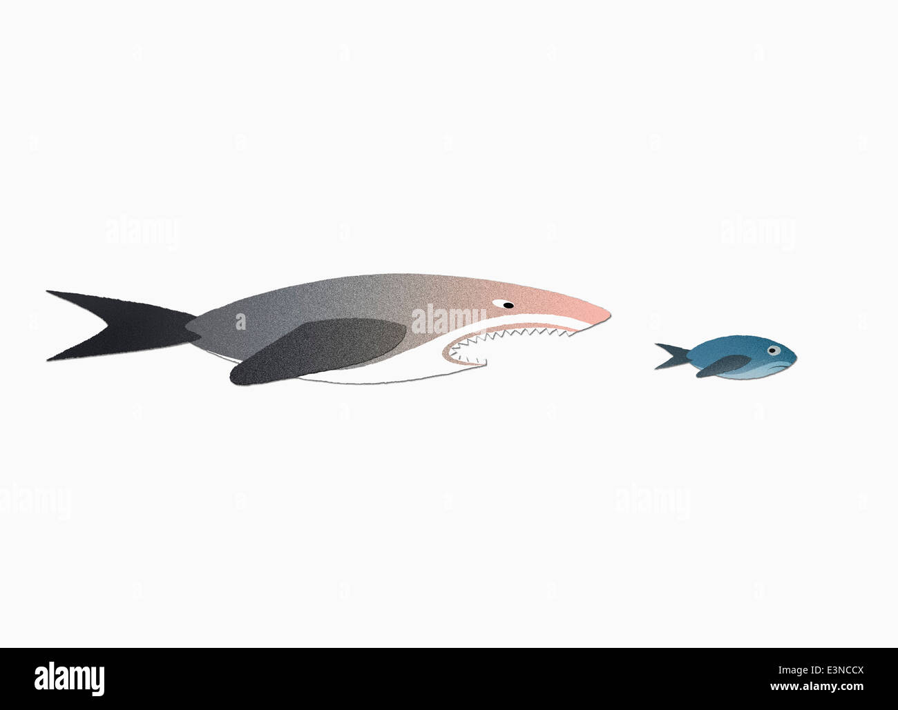 Shark chasing small fish against white background Stock Photo - Alamy