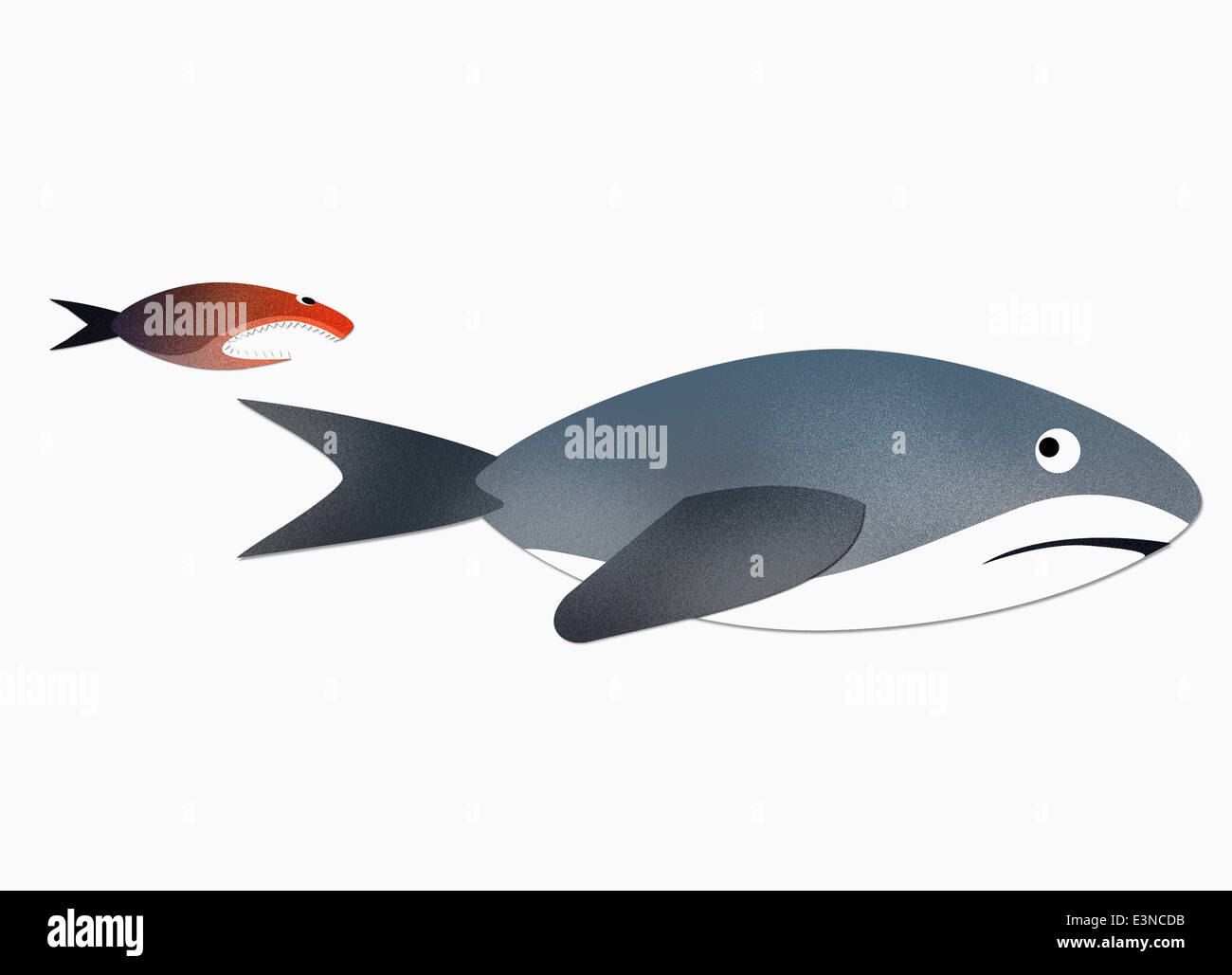 A small fish chasing shark against white background Stock Photo - Alamy