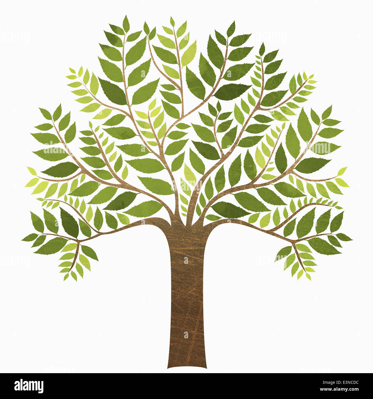 A tree against white background Stock Photo - Alamy
