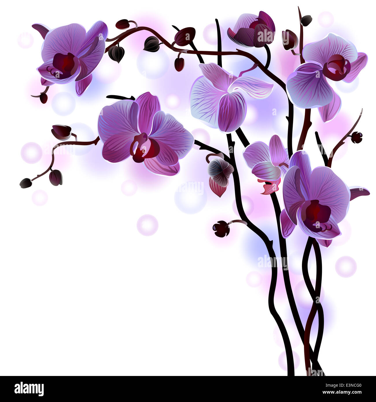 Greeting card with violet gentle orchid brunch on the white background ...
