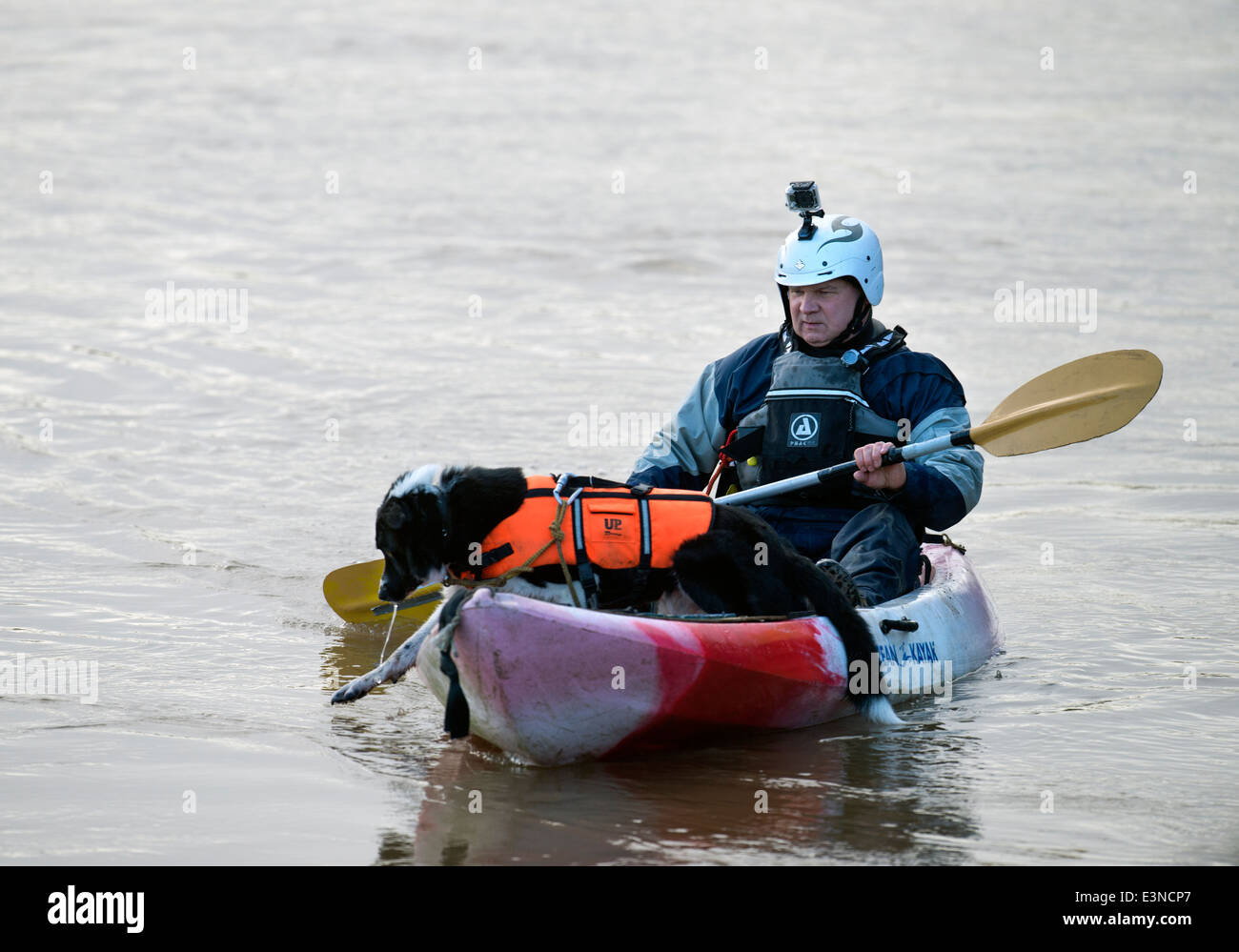 A dog with a buoyancy aid on a kayak waiting for the Severn Bore at ...