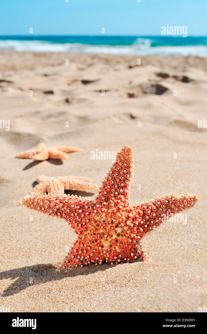 Starfishes hi-res stock photography and images - Alamy