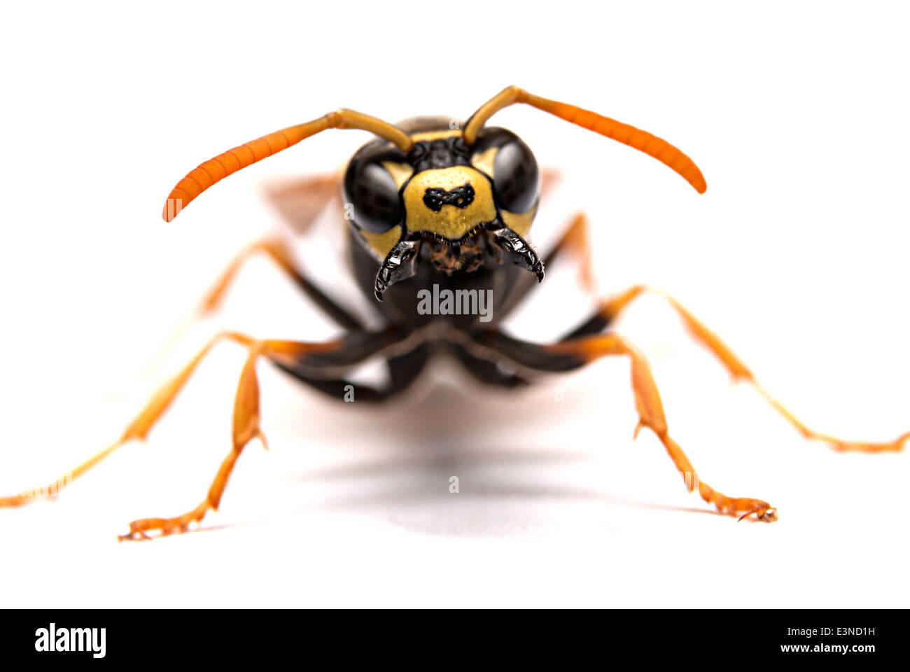Wasp attack with open mandibles or mouth on white background ...