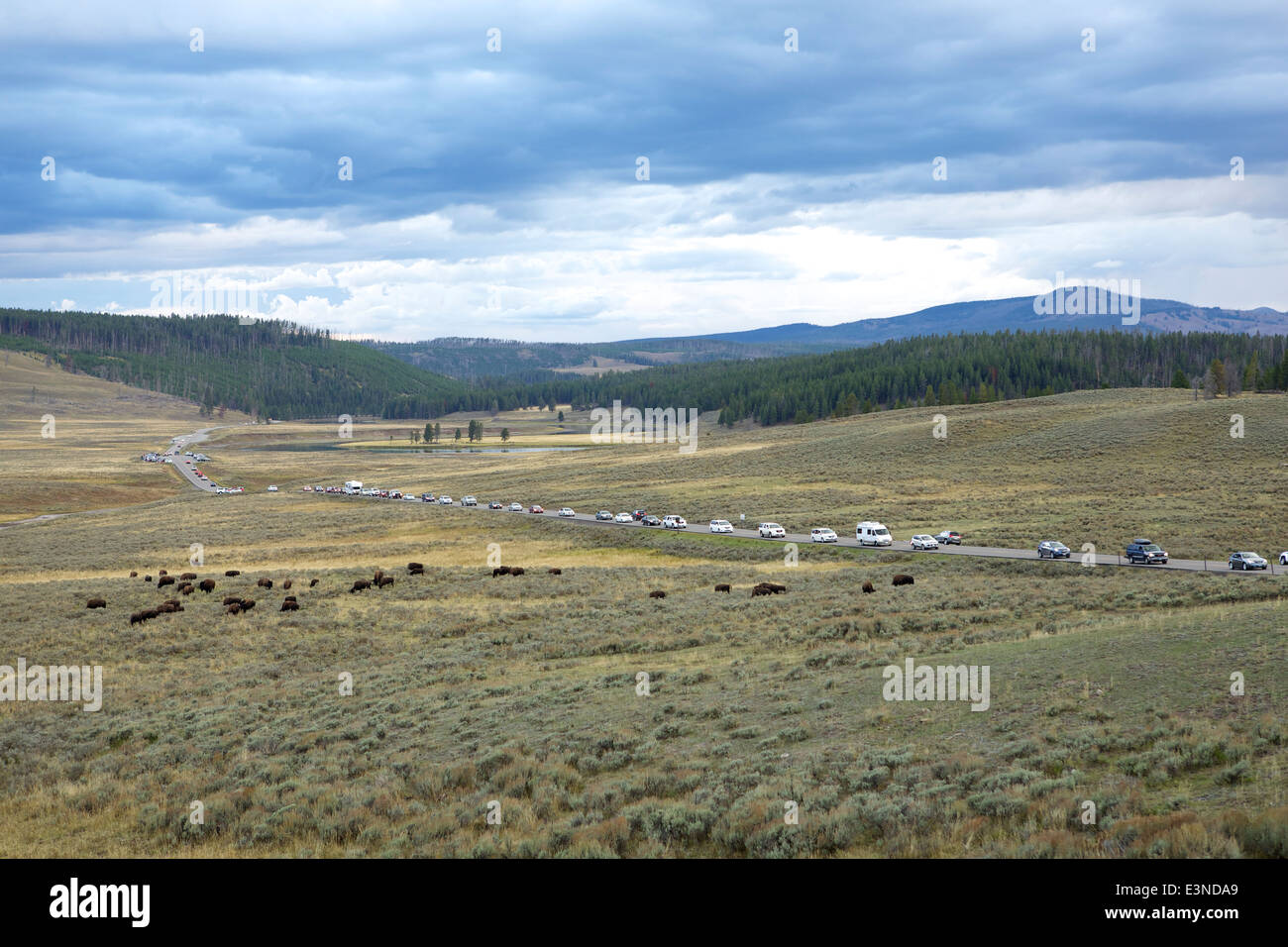 Cars slow down to look at the Bison herds causing a 'bison jam' in ...