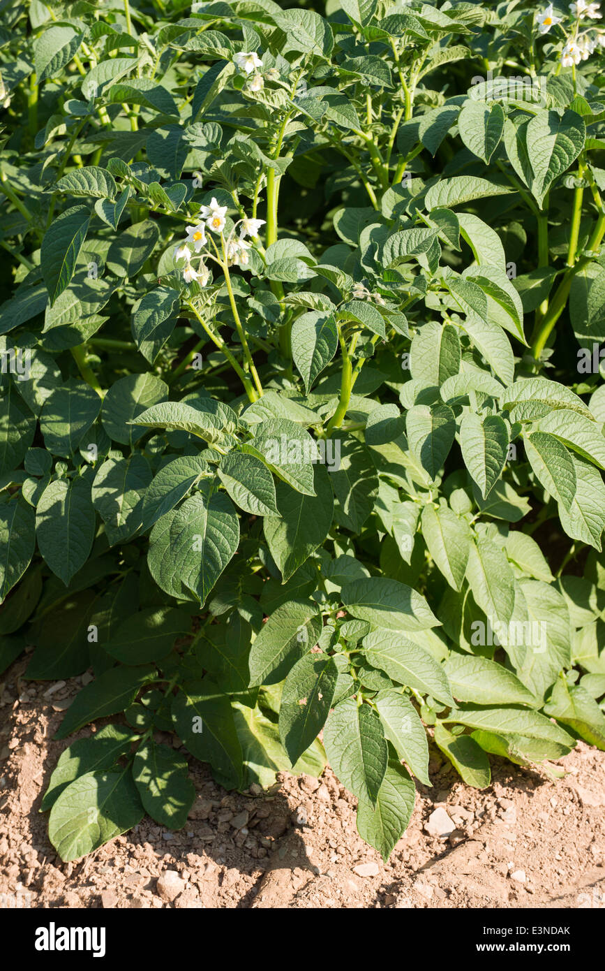 Potato Farming Uk High Resolution Stock Photography and Images - Alamy