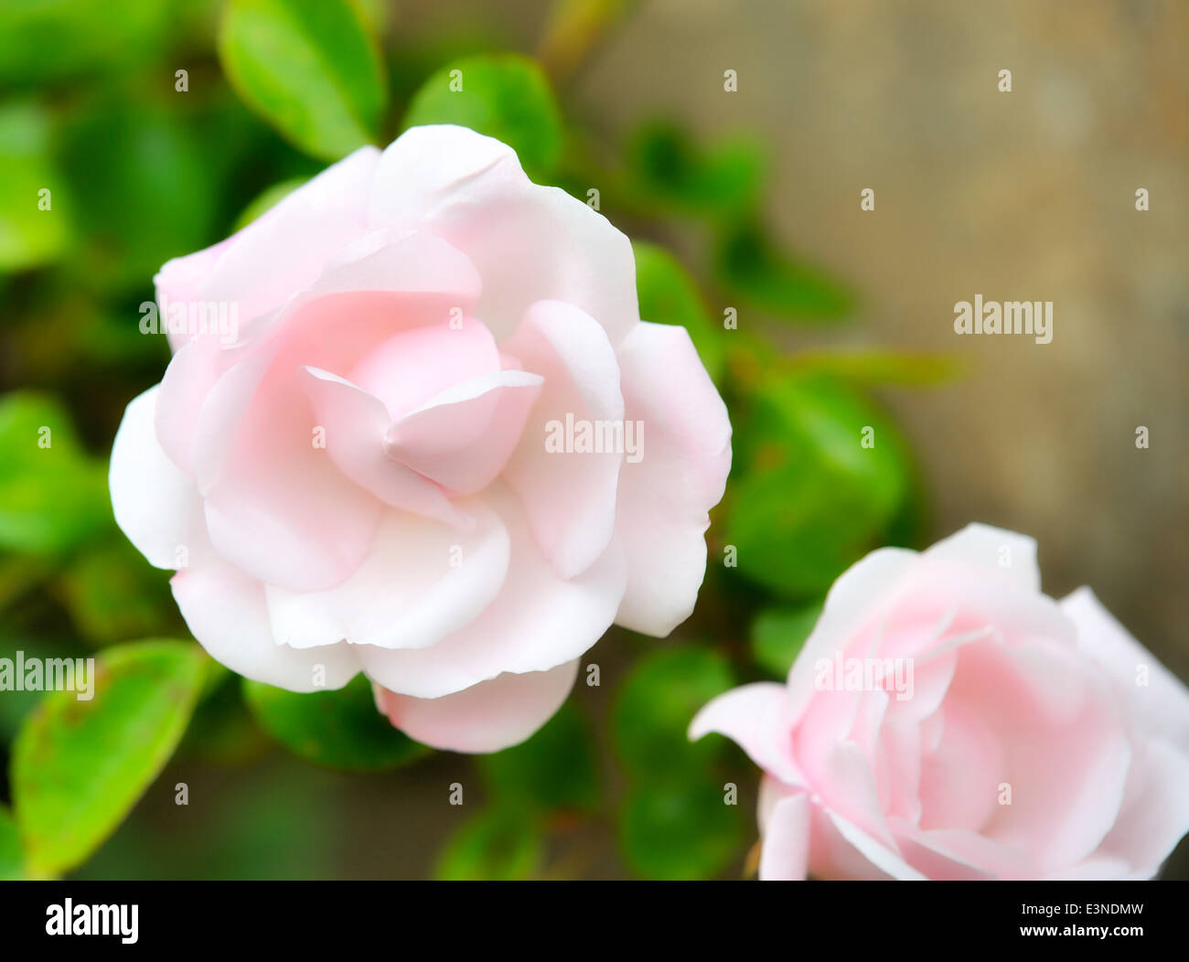 Rose calendars hi-res stock photography and images - Alamy